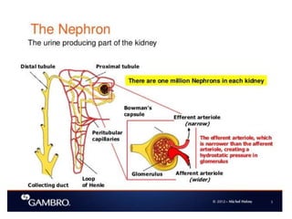 Acute kidney injury,aki 2 | PPTX