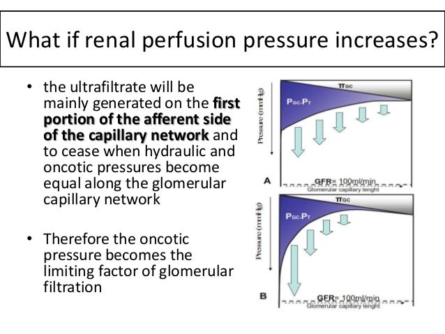 Decreased Perfusion Of Kidney : Understanding Factors Behind Decreased ...