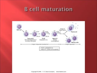 Acute leukemia-acute leukemia Irina.ppt