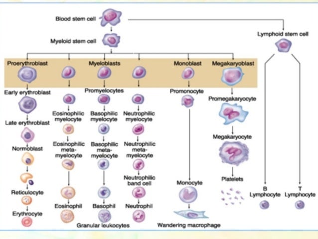 Acute leukemia 2nd year students