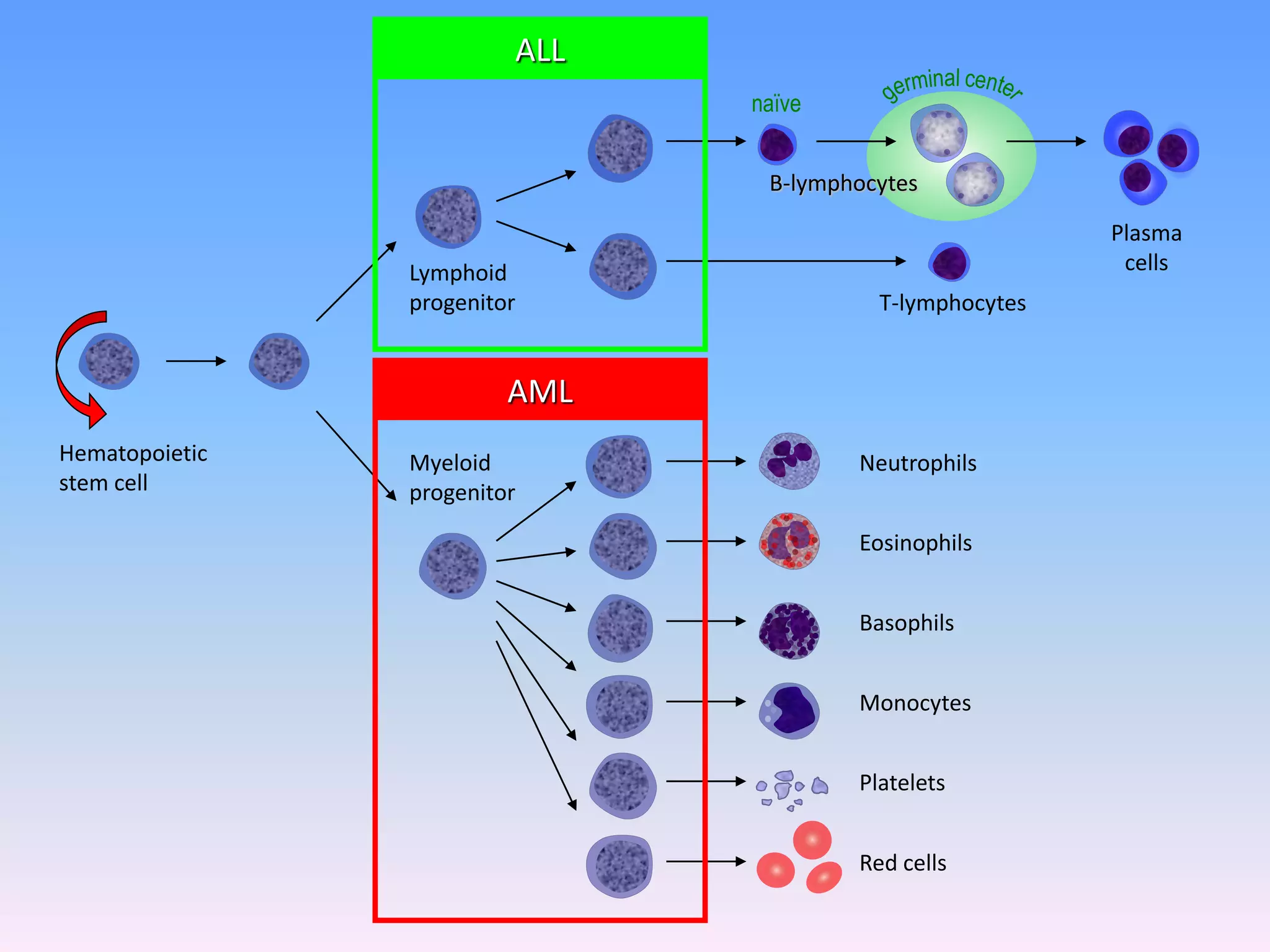 Acute leukemia | PPTX