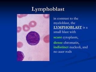 Lymphoblast Vs Myeloblast