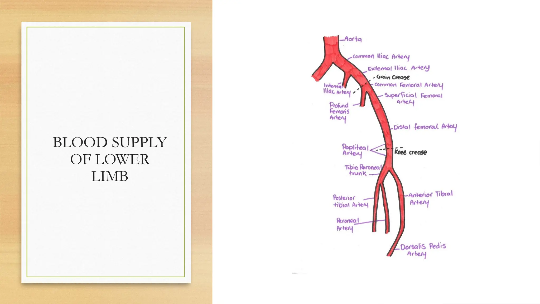 Slide of Acute limb ischemia (diagnosis, complication, management) | PPTX