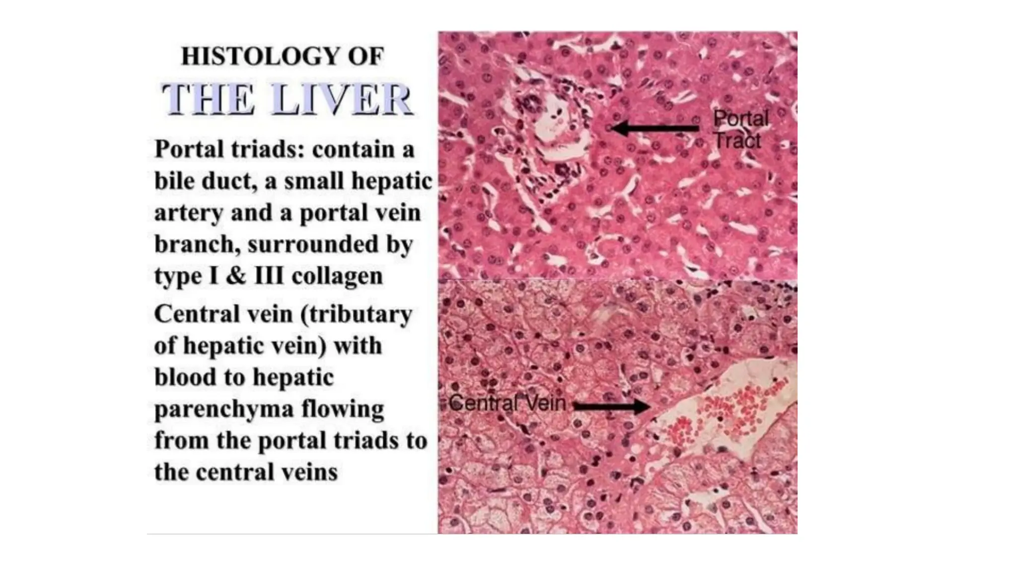 ACUTE LIVER FAILURE.pptx HEPATOBILIARY SYSTEM | PPT