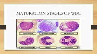 ACUTE MYELOID LEUKEMIA PPT .presentstion | PPTX