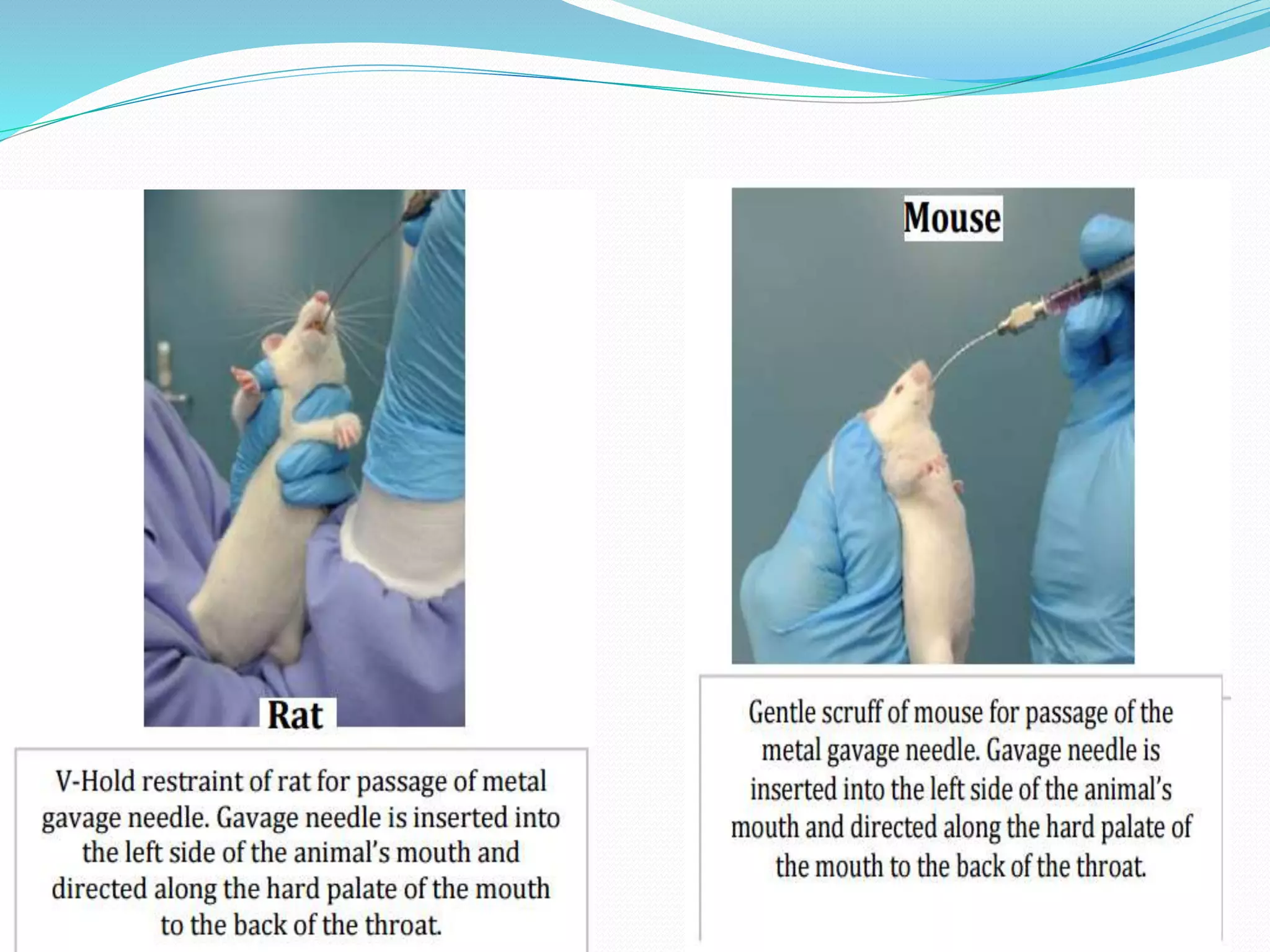 Acute oral toxicity-UDP : oecd-425 | PPTX