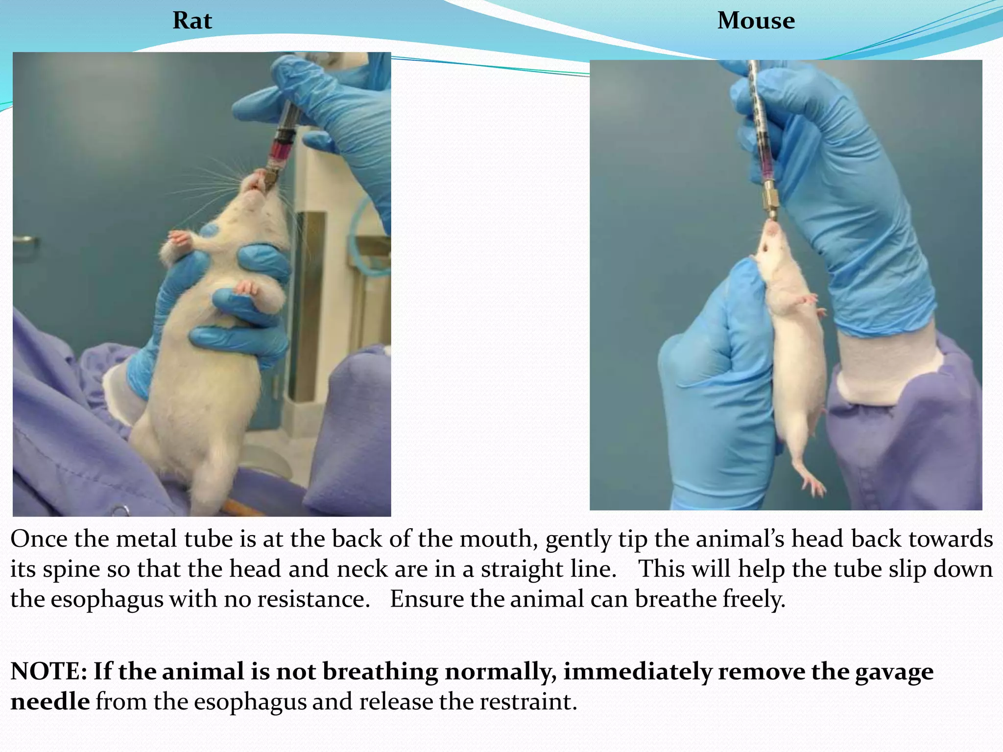 Acute oral toxicity-UDP : oecd-425 | PPTX