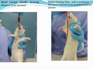 Acute oral toxicity-UDP : oecd-425 | PPTX