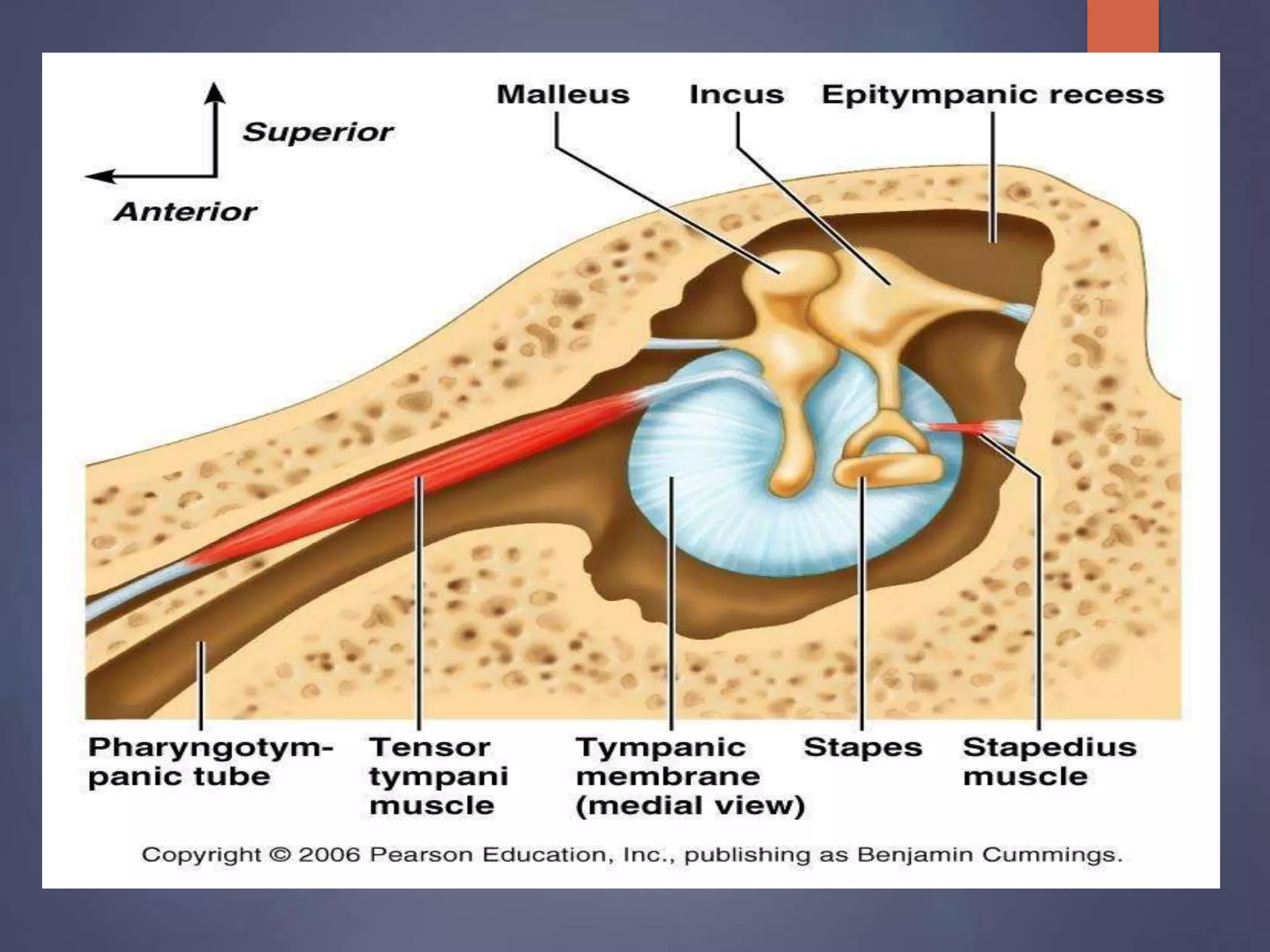 Acute otitis media | PPTX | Ear, Nose and Throat Conditions | Diseases ...