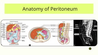 Acute Peritonitis and Acute Mesenteric Ischemia: Pathophysiology ...