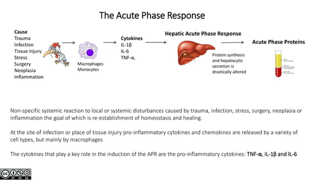 Acute phase proteins an open educational resource | PDF