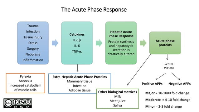 Acute Phase Proteins OER Introduction slides Dec 2018 | PDF