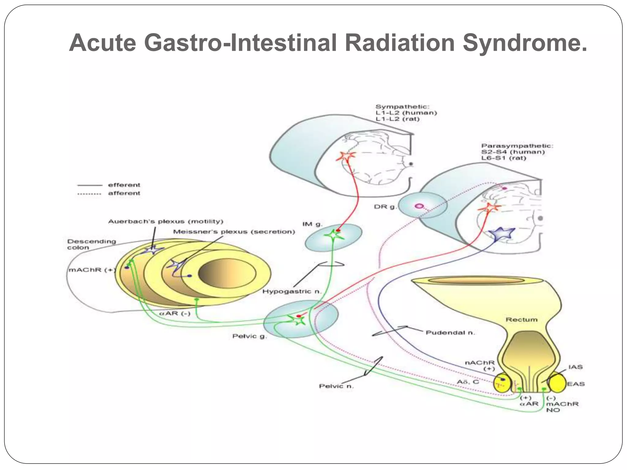 Acute Radiation Gastro-Intestinal syndrome. | PPTX