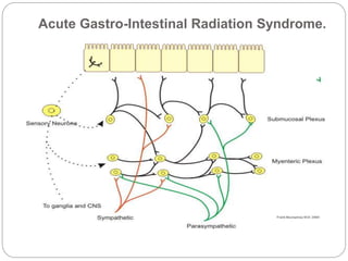 Acute Radiation Gastro-Intestinal syndrome. | PPTX