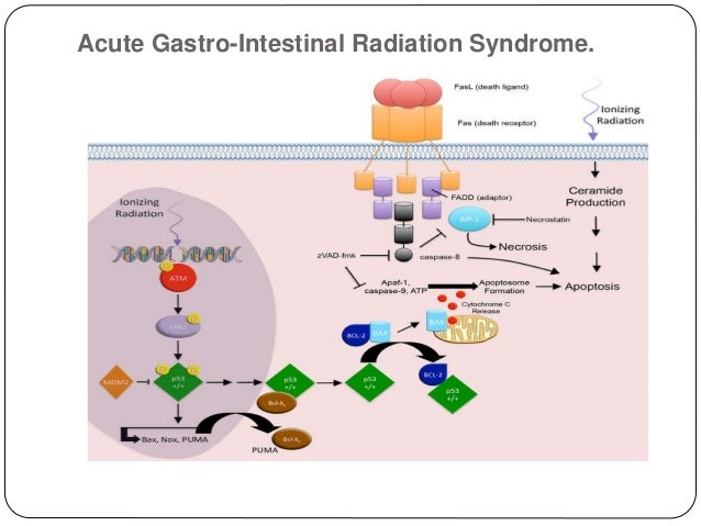 Acute Radiation Gastro-Intestinal syndrome.