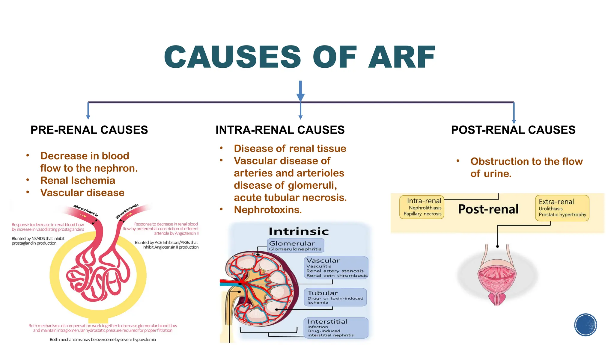 ACUTE RENAL FAILURE SYSTEMIC PATHOLOGY .pptx