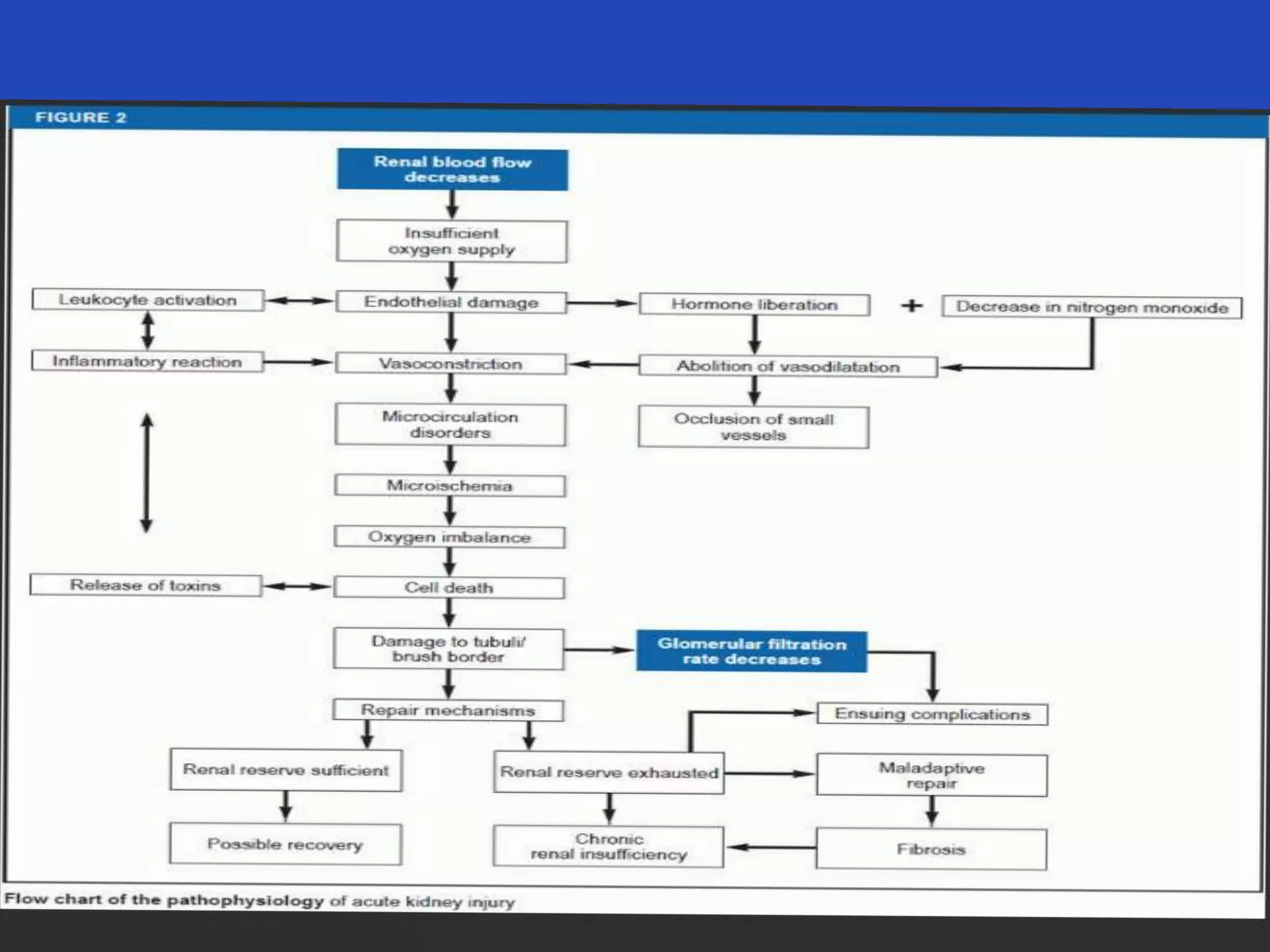 Acute renal failure pathophysiology | PPT