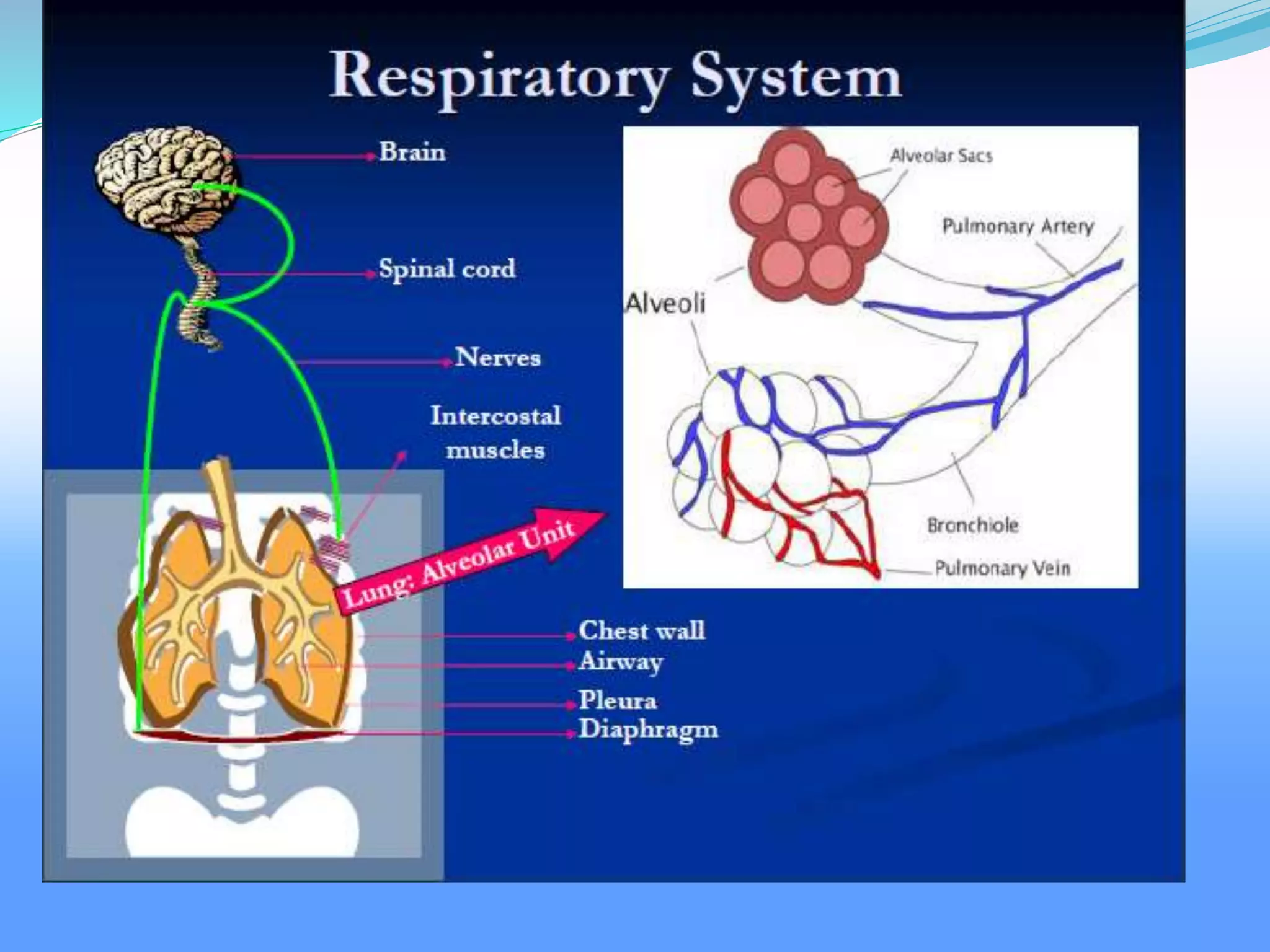Acute respiratory failure ppt | PPTX