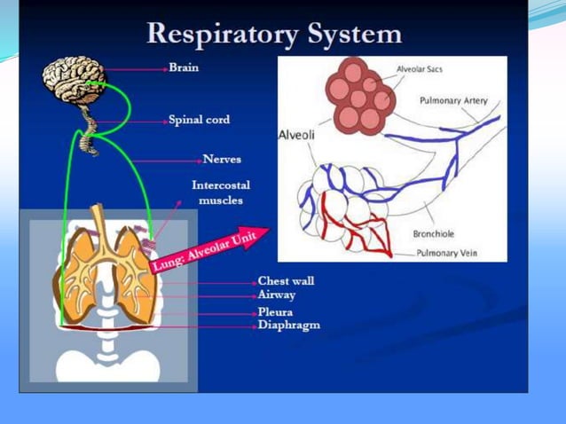 Acute respiratory failure ppt | PPTX
