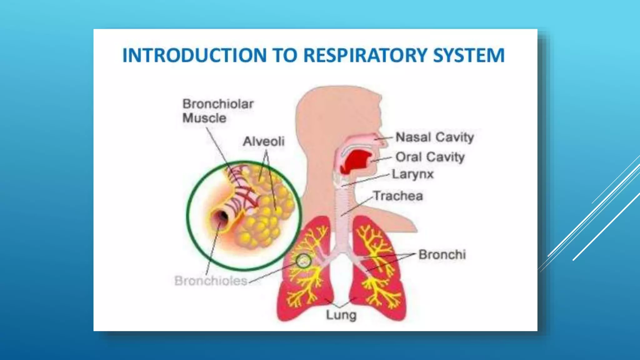 Acute Respiratory Distress Syndrome | PPTX