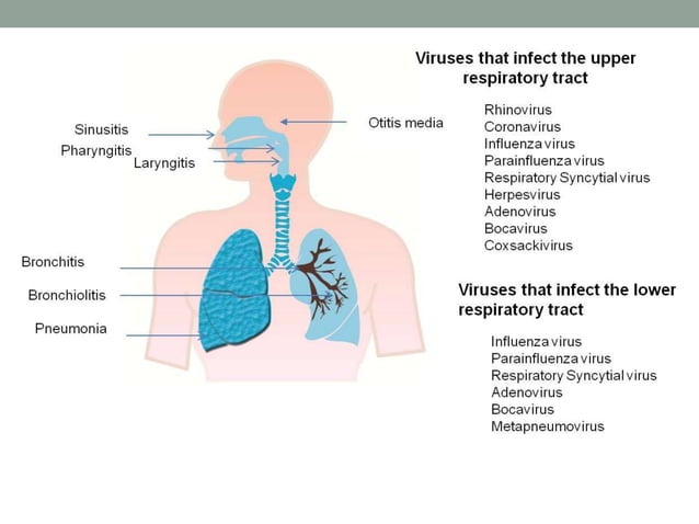 Acute respiratory infections | PPTX | Parenting Babies and Toddlers ...