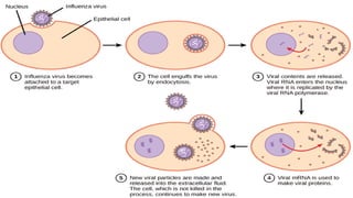 Acute respiratory infections (ARI) in children 2024-25.pptx