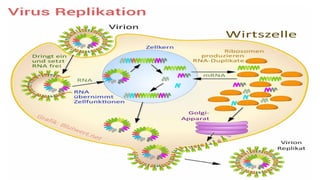Acute respiratory infections (ARI) in children 2024-25.pptx