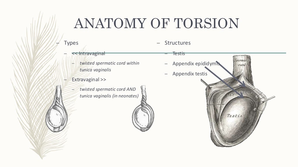 Acute scrotum