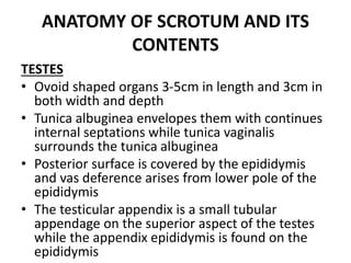 ACUTE SCROTUM.pptx