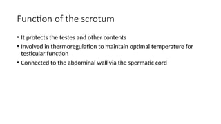 acute scrotum, a discussion by urologist | PPTX