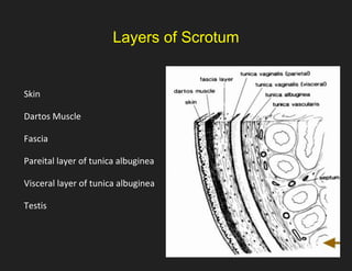 Acute scrotum (1).pptx