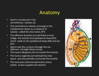 Acute scrotum (1).pptx