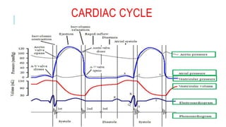 Cardiac cycle made easy | PPT
