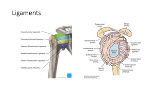 Acute shoulder dislocation | PPTX