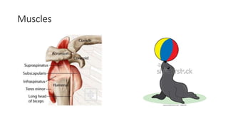 Acute shoulder dislocation | PPTX