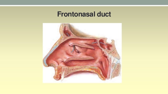 Frontonasal Duct