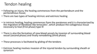 Acute Tendon injury of the Hand and its Repair.pptx | Death, Injury, or ...