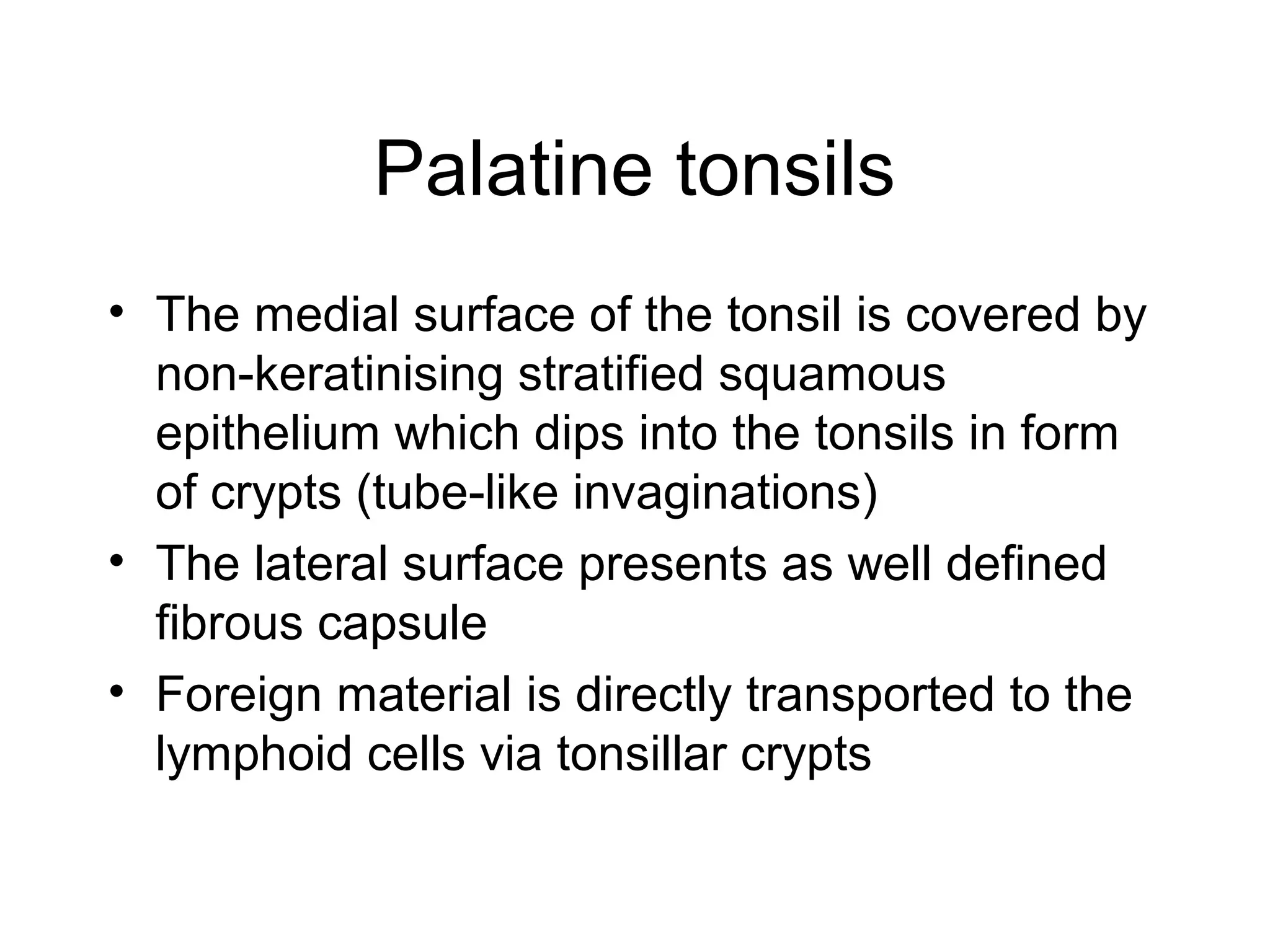 Acute tonsillitis | PPT