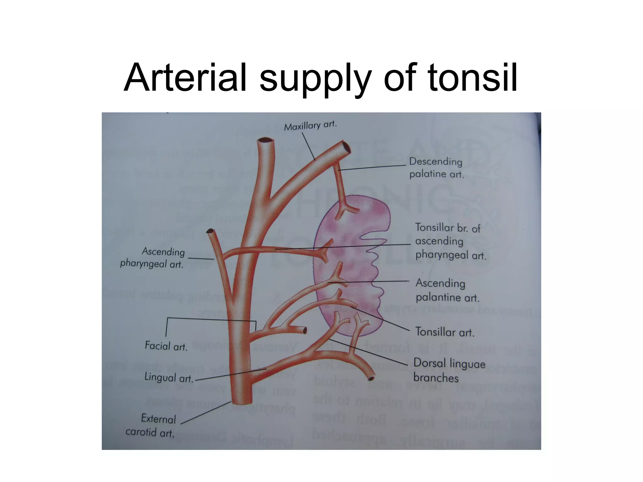Acute tonsillitis | PPT