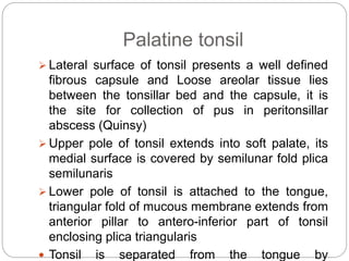 Acute tonsillitis | PPT
