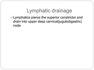 Acute tonsillitis | PPT