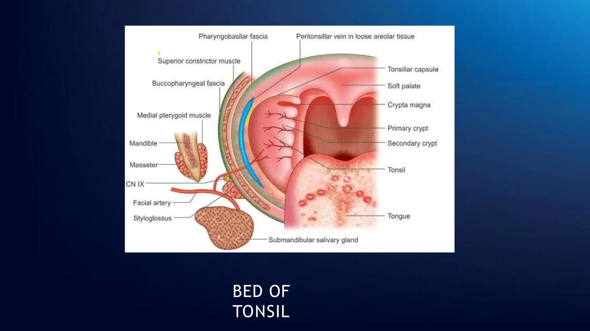 ACUTE TONSILLITIS 35.pptx ACUTE TONSILLITIS 35.pptx