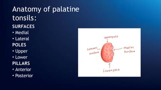 ACUTE TONSILLITIS 35.pptx ACUTE TONSILLITIS 35.pptx