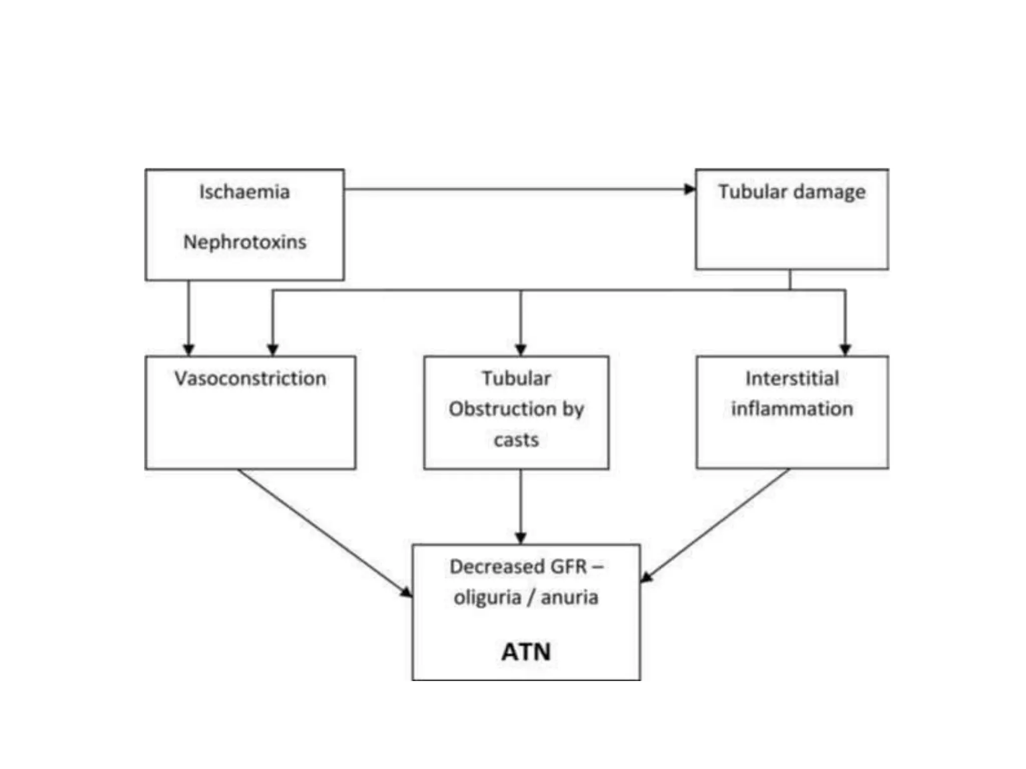 Acute Tubular Necrosis Ppt