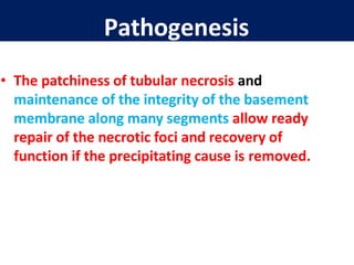 kidney pathology Acute tubular necrosis .pptx