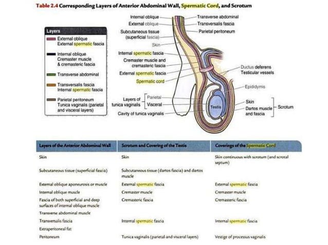 Acute vs chronic scrotal swelling | PPTX | Infertility | Reproductive Health