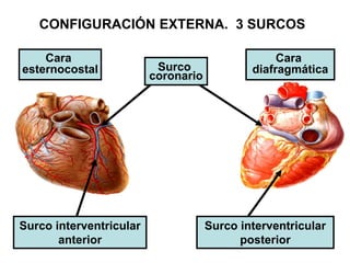 Aparato Circulatorio y Aparato Linfatico .ppt