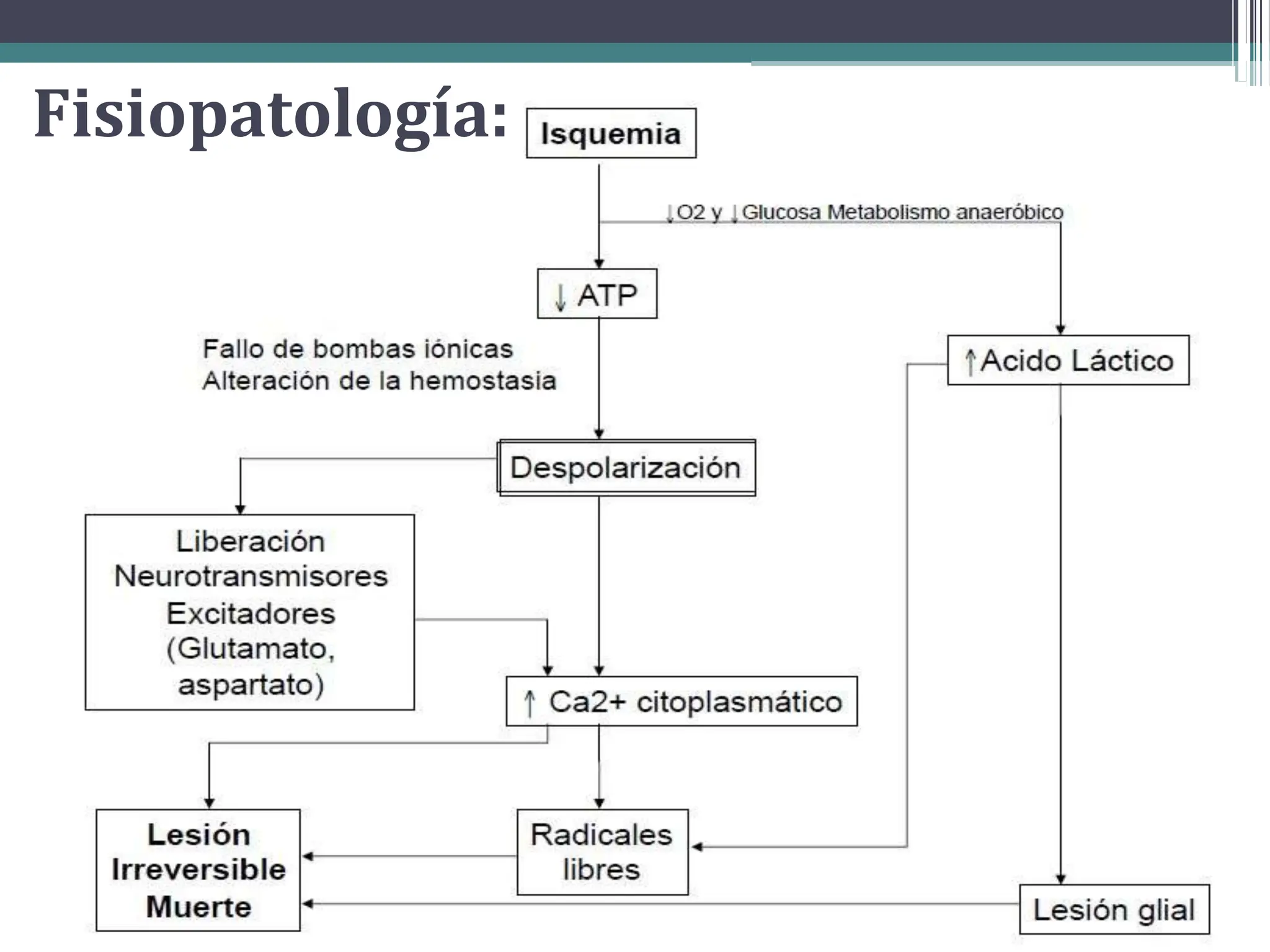 Accidente Cerebrovascular Isquemico Pptx