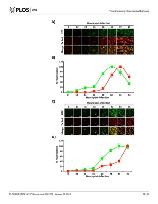 Replication Competent IAV and IBV with Timer Article.PDF