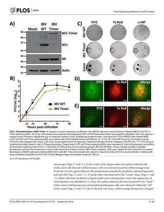 Replication Competent IAV and IBV with Timer Article.PDF